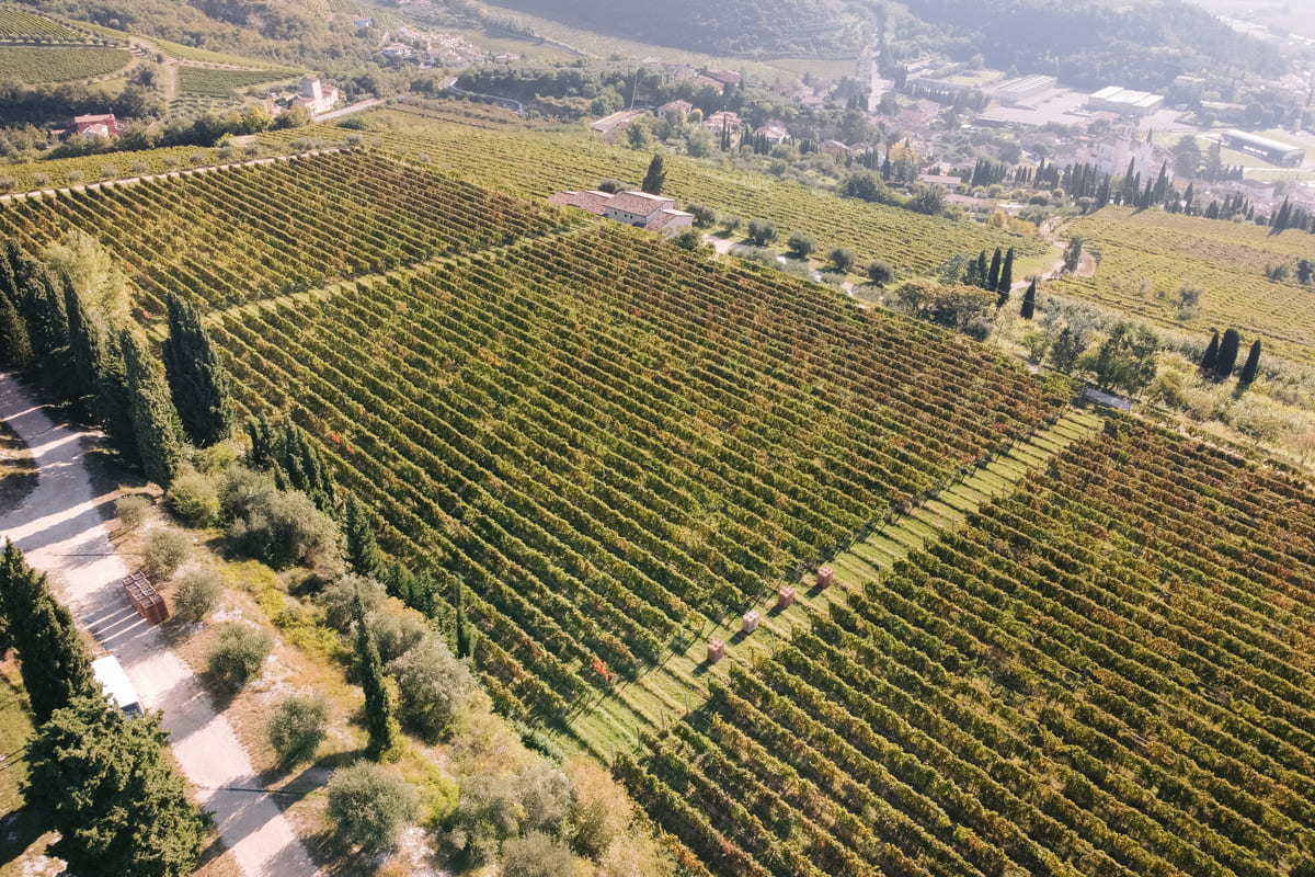 La Grola - Allegrini